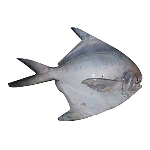 Buy Machhi Bazaar; Dhanori Fish - Silver Pomfret Online at Best Price ...