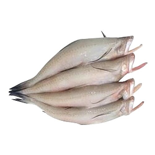 Buy Machhi Bazaar; Dhanori Fish - Bombay Duck / Bombil Online at Best ...
