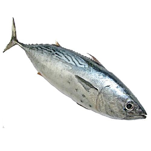 Buy Malvan fish point Fish - Tuna Online at Best Price of Rs null ...