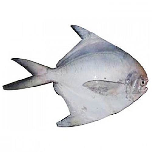 Buy Amir Fish Point Fish - Silver Pomfret Whole Online at Best Price of ...