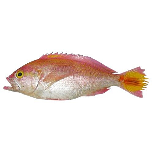 Buy Meaty Fish - Pink Perch 1 kg (Whole Cleaned) Online at Best Price ...