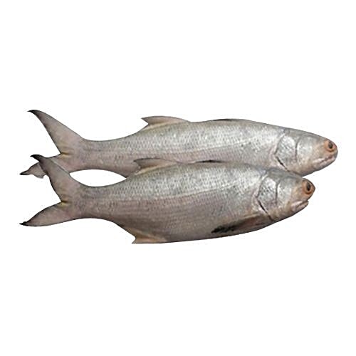 Buy Pankaj Fish Merchant Fish - Rawas / Salmon Online at Best Price of ...