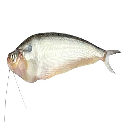 Buy Fish 29 Fish - Pabda, Curry Cut Cleaned Online at Best Price of Rs ...