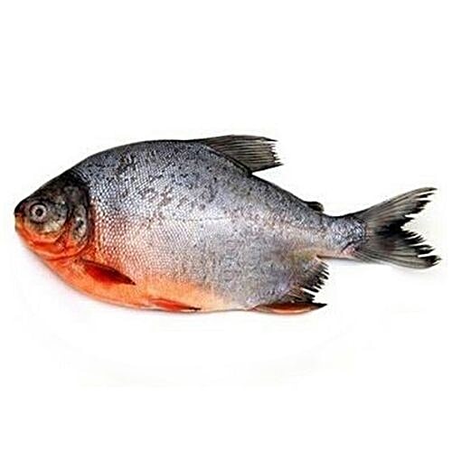 Buy Pattammal Seafoods Fish - Eri Vavval / River Pomfret / Roopchand ...