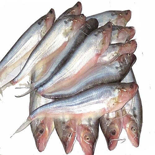 Buy Star Fisheries Fish - Pabda (Medium Size) Online at Best Price of ...