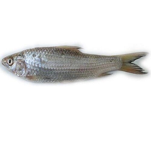 Buy Fresh Catch Fish - Bata Online at Best Price of Rs null - bigbasket