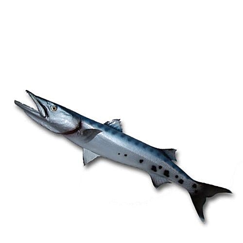 Buy Sakana Fish - Sheela / Barracuda / Kandai / Seelavu 500 gm (Whole ...