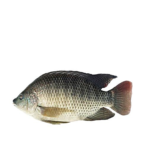 Buy Sakana Fish - Tilapia / Jelabi 1 kg (Just Cleaned) Online at Best ...