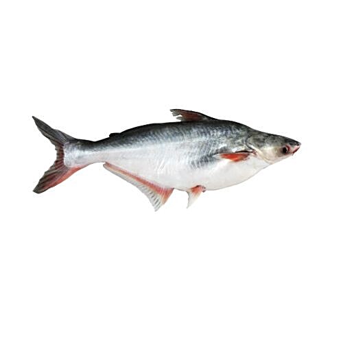 Buy Janani Fish Mart Indian Basa/Seelan Fish Online at Best Price of Rs ...