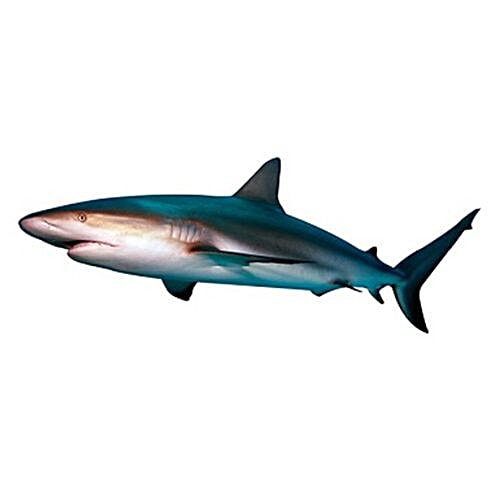 Buy Mr.Fish Fish - Shark / Sura Online at Best Price of Rs null - bigbasket