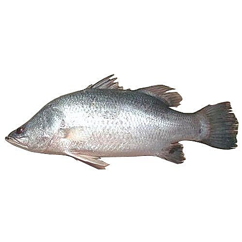 Buy Naturo Virgin Fish - Satkhira Bangladesh Bhetki Curry Cut Online at ...