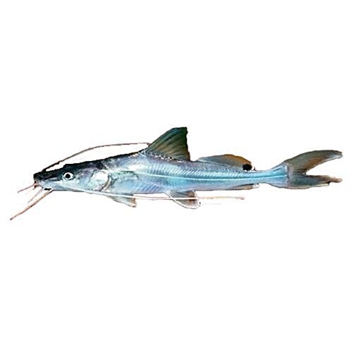 Buy MEAT HUB Fresh Water Fish - Aar Online at Best Price of Rs null ...