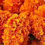 Buy fresho! Marigold String - Used To Decorate, For Festivals & Puja ...