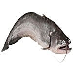 Buy Fish 29 Fish - Boal Online at Best Price of Rs null - bigbasket
